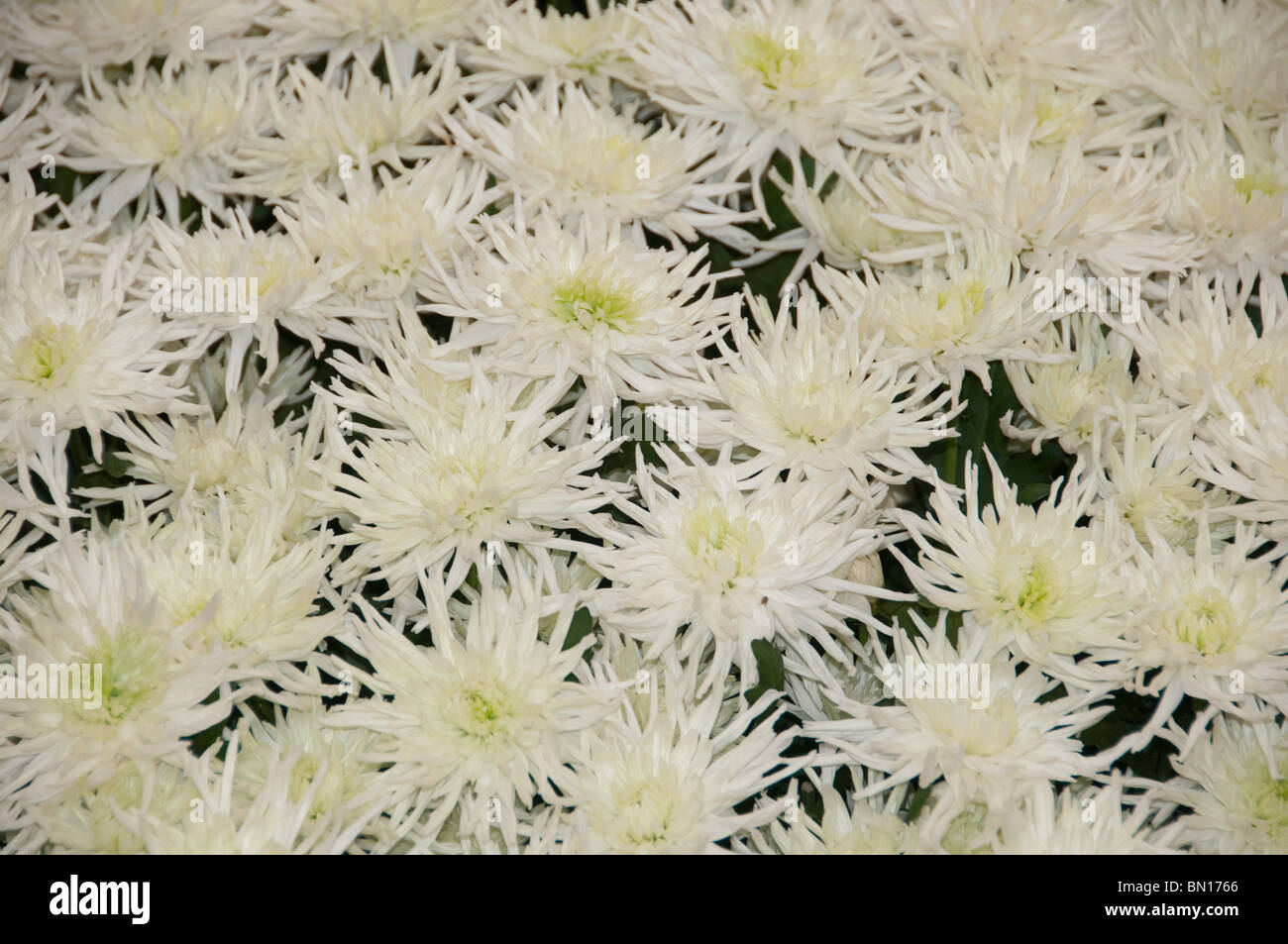 Zembla hi-res stock photography and images - Alamy