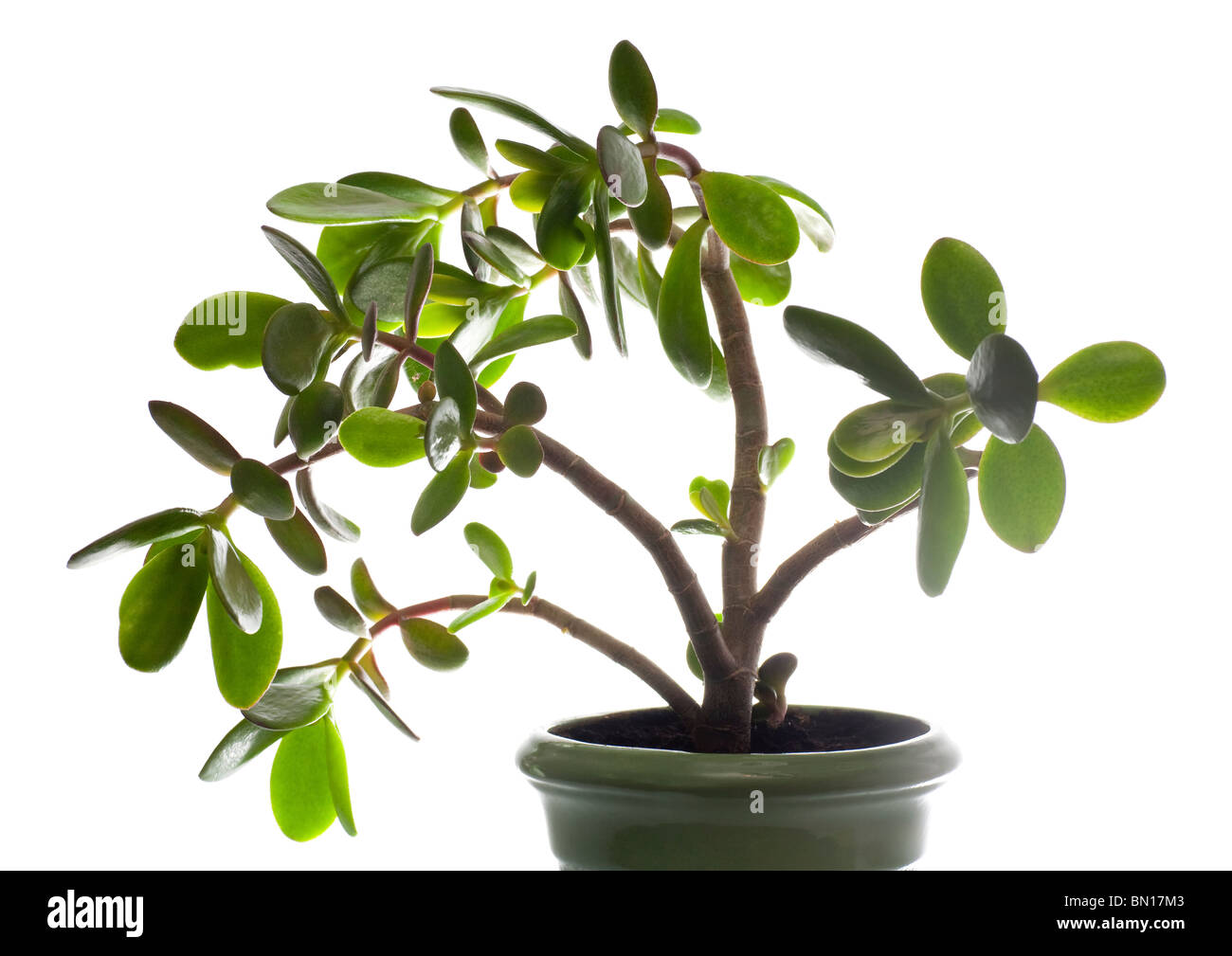 Crassula plant isolated on hi-res stock photography and images - Alamy
