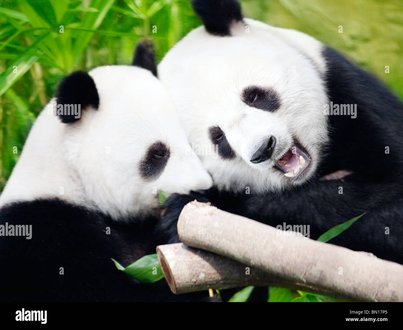 Giant pandas eating hi-res stock photography and images - Alamy