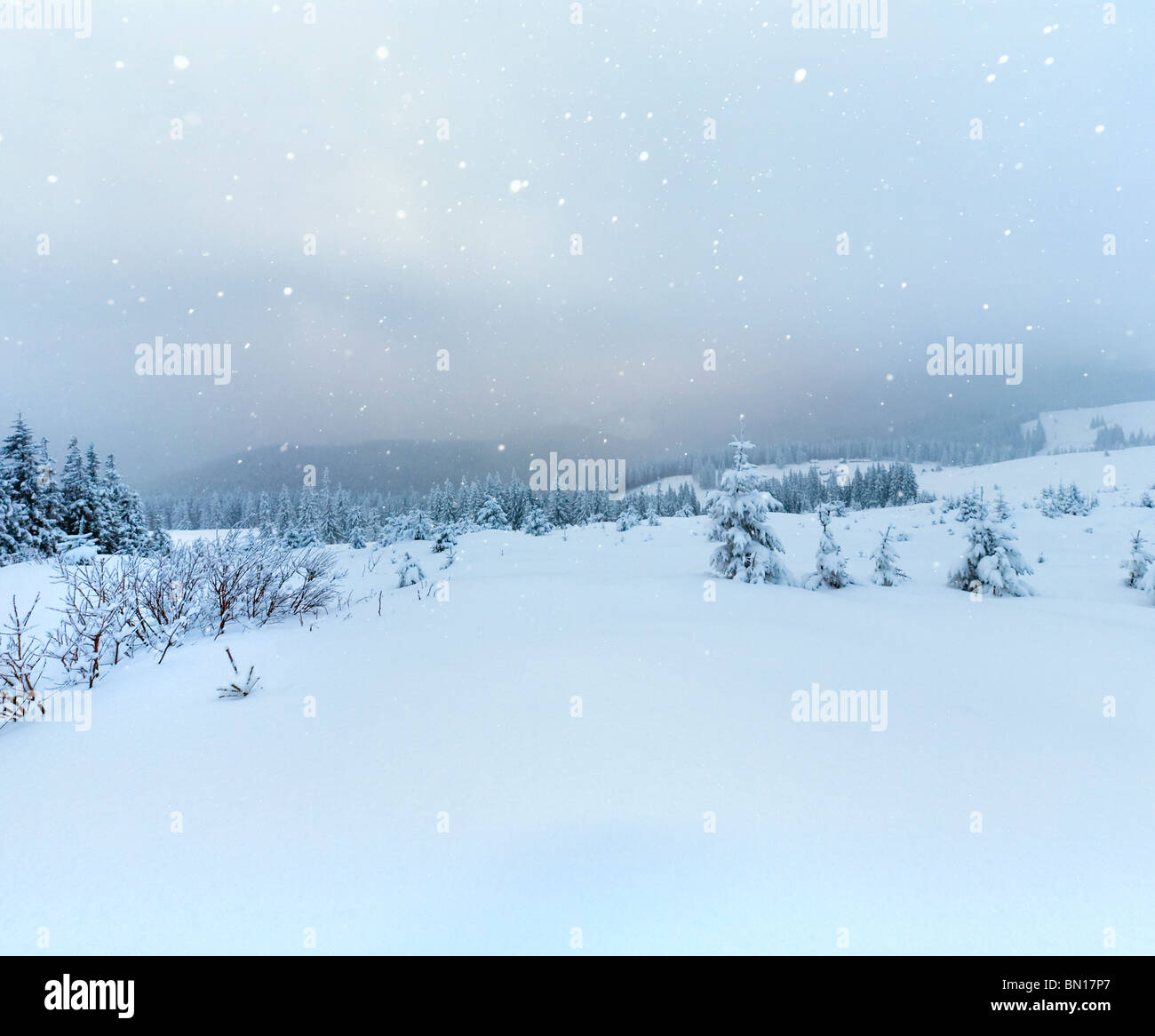 winter calm mountain landscape with snowfall (Kukol Mount, Carpathian ...