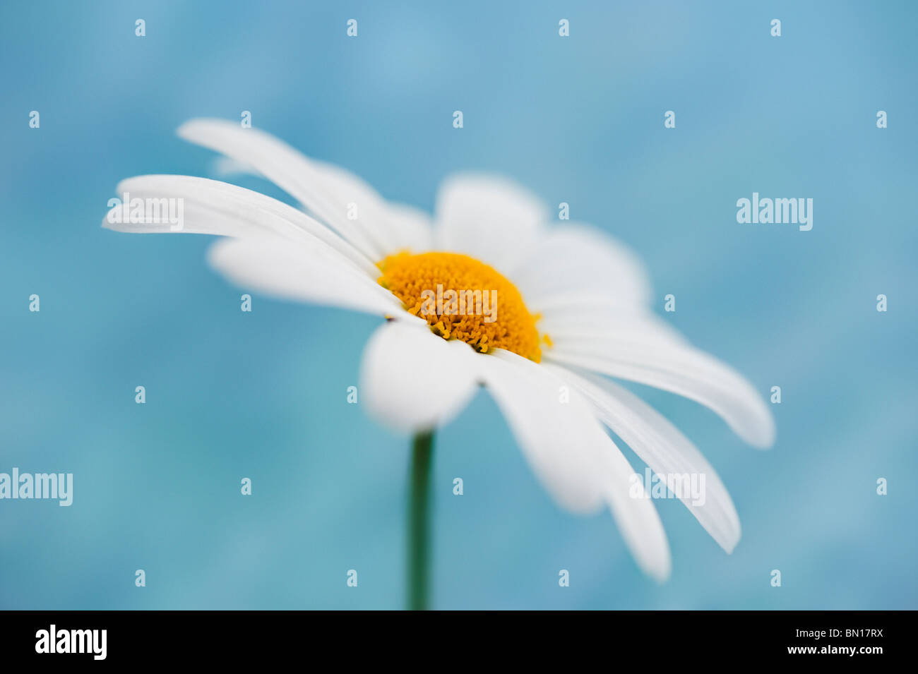 Micro daisy hi-res stock photography and images - Alamy
