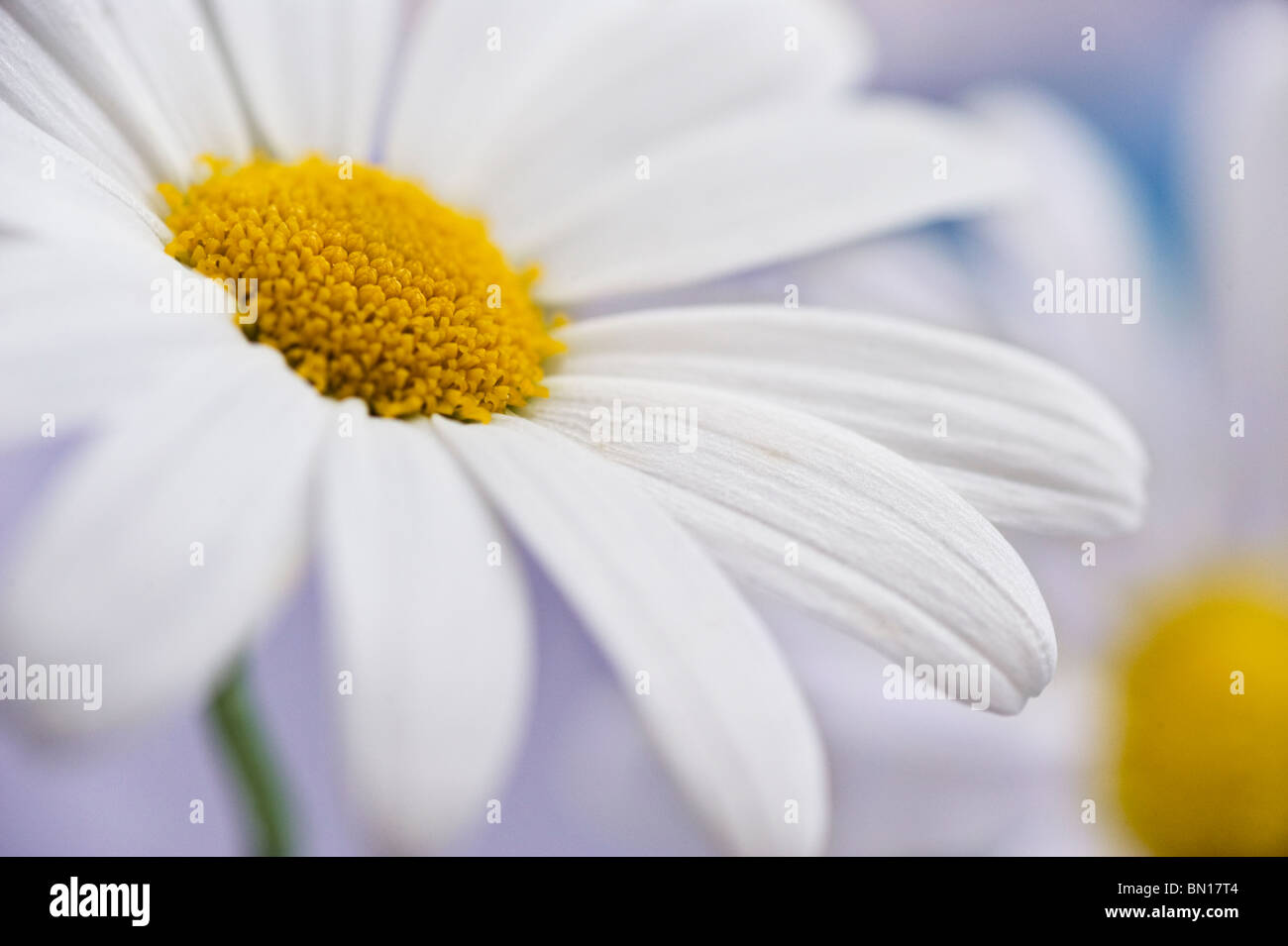Micro daisy hi-res stock photography and images - Alamy