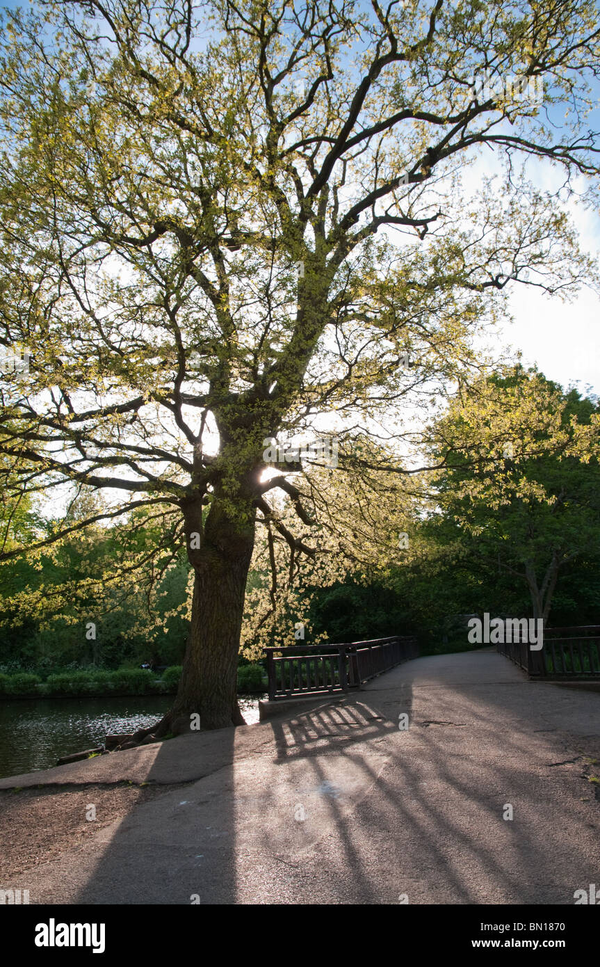 Cassiobury park bridge hi-res stock photography and images - Alamy