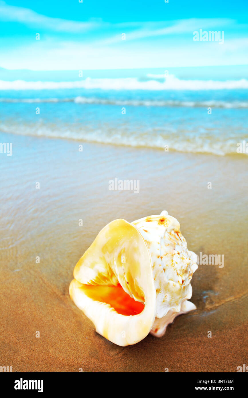 Seashell on the tropical beach close to water Stock Photo - Alamy