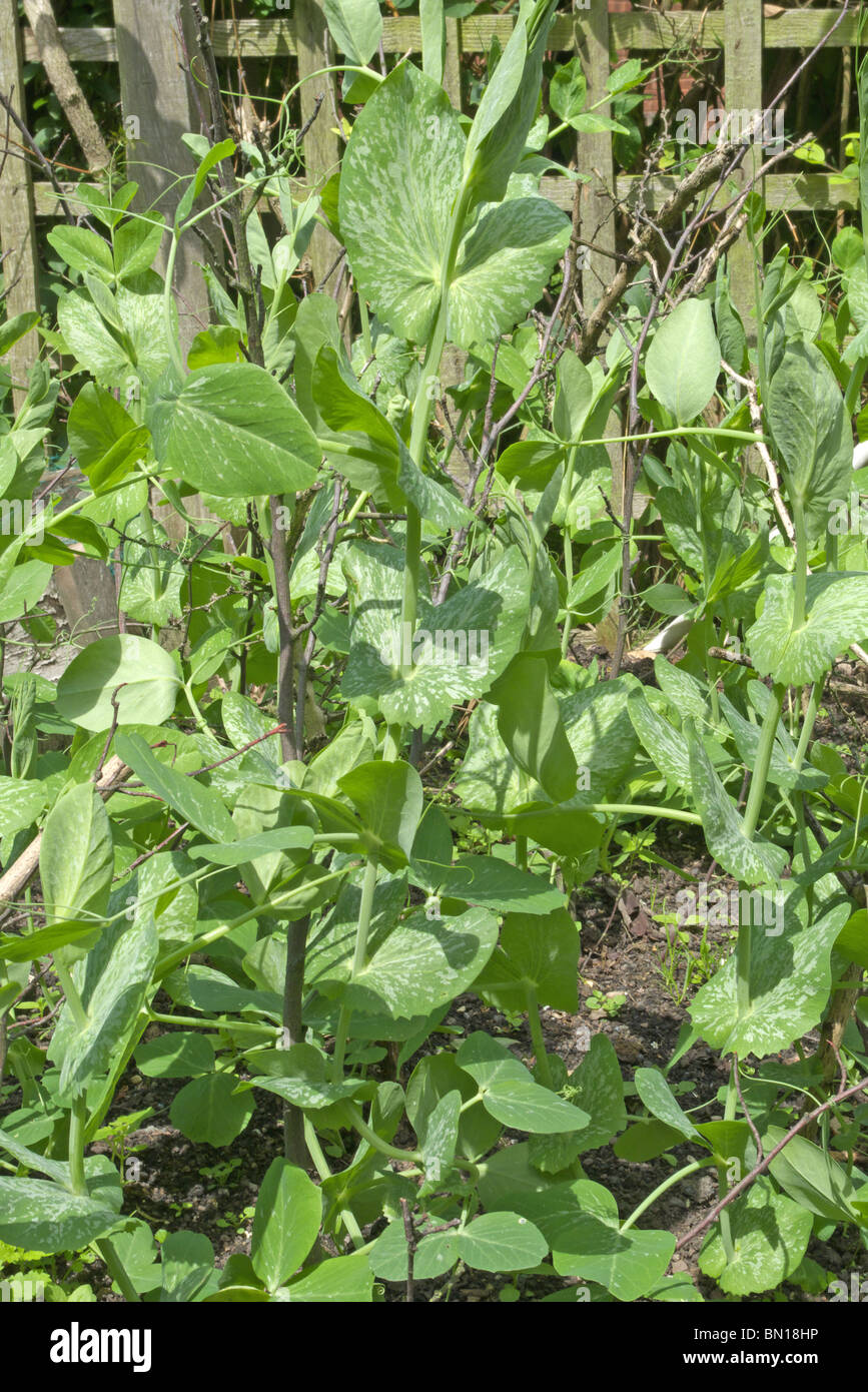 Pea sticks for plants hi-res stock photography and images - Alamy