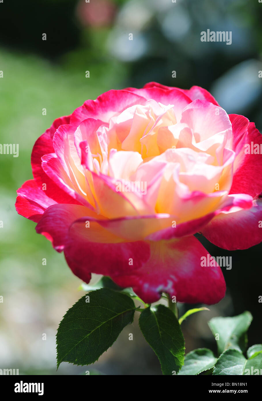 Rose "Double Delight Stock Photo - Alamy