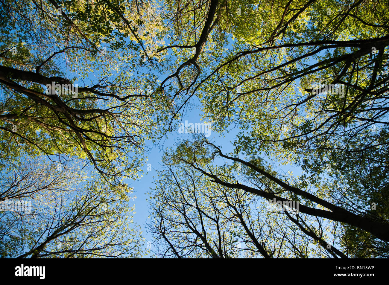 Overhead trees in a wood Stock Photo - Alamy