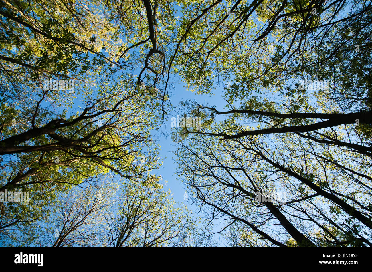 Overhead trees in a wood Stock Photo - Alamy