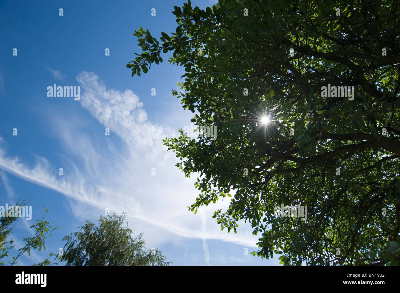 Blue sky, clouds, trees, summer, backdrop Stock Photo - Alamy
