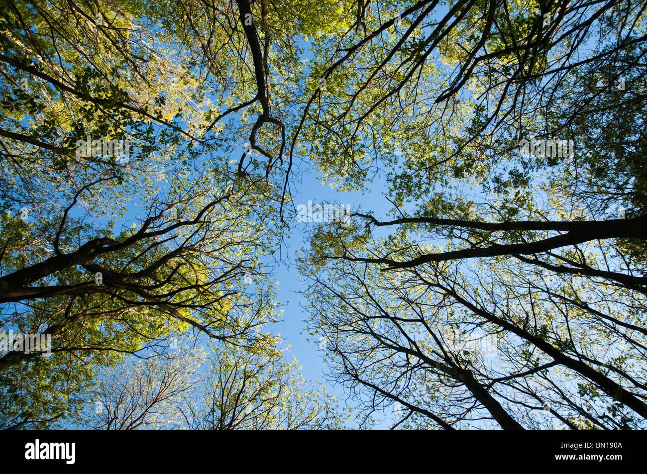 Overhead trees in a wood Stock Photo - Alamy