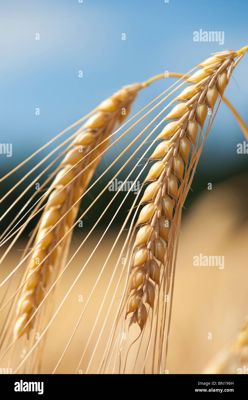 Barley ears hi-res stock photography and images - Alamy