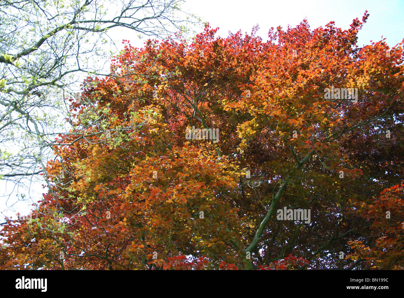 Red beech tree hi-res stock photography and images - Alamy