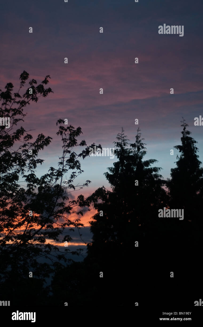 Trees silhouetted against a sunet Stock Photo - Alamy