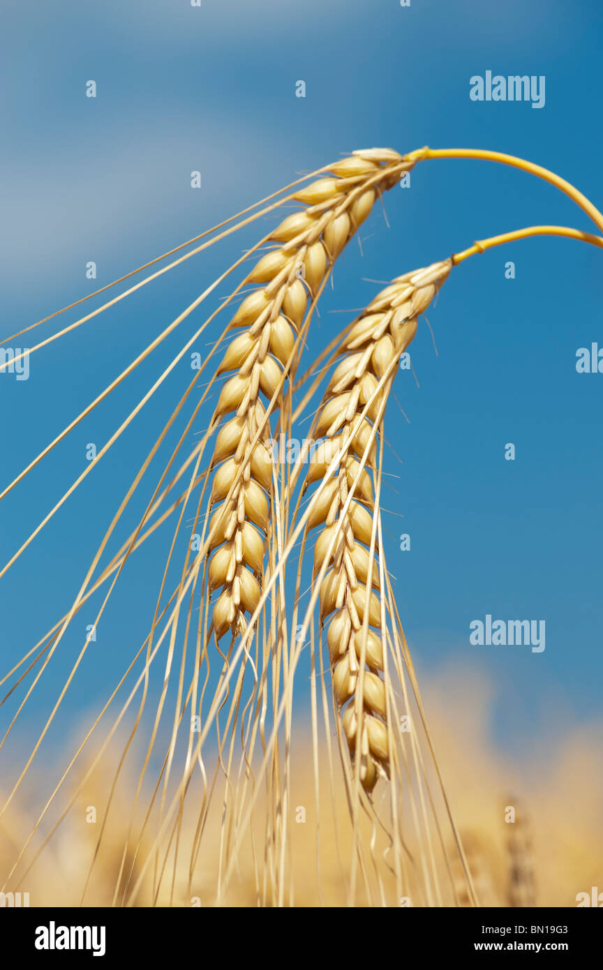 Fields barley hordeum vulgare hi-res stock photography and images - Alamy