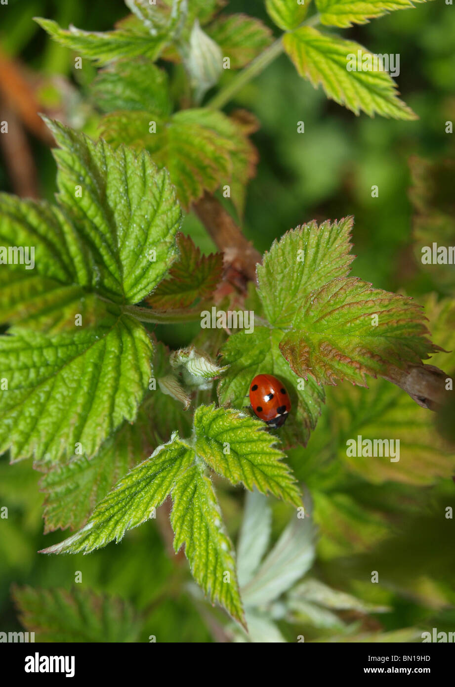 Raspberry canes hi-res stock photography and images - Alamy