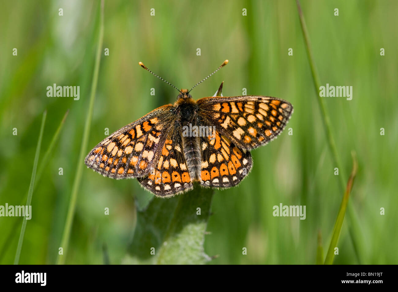 The marsh fritillary hi-res stock photography and images - Alamy