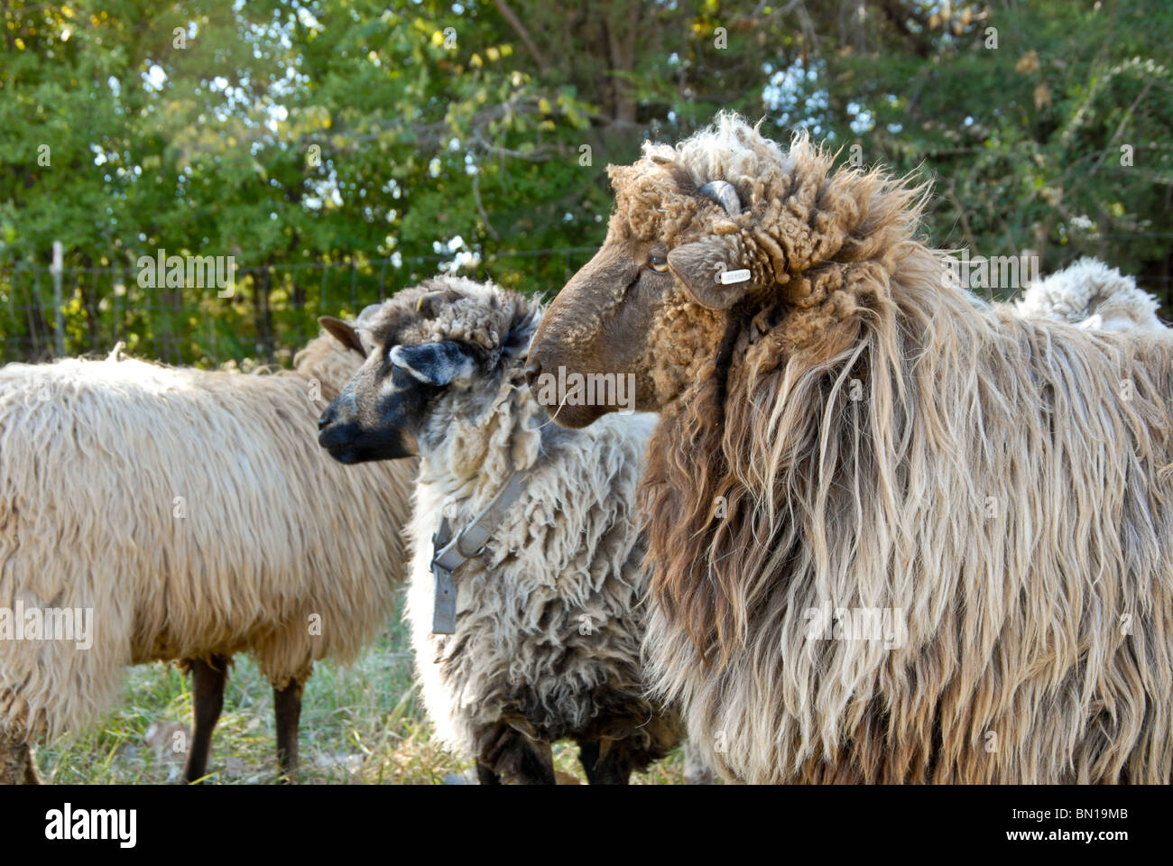 Sheep farm animals hi-res stock photography and images - Alamy
