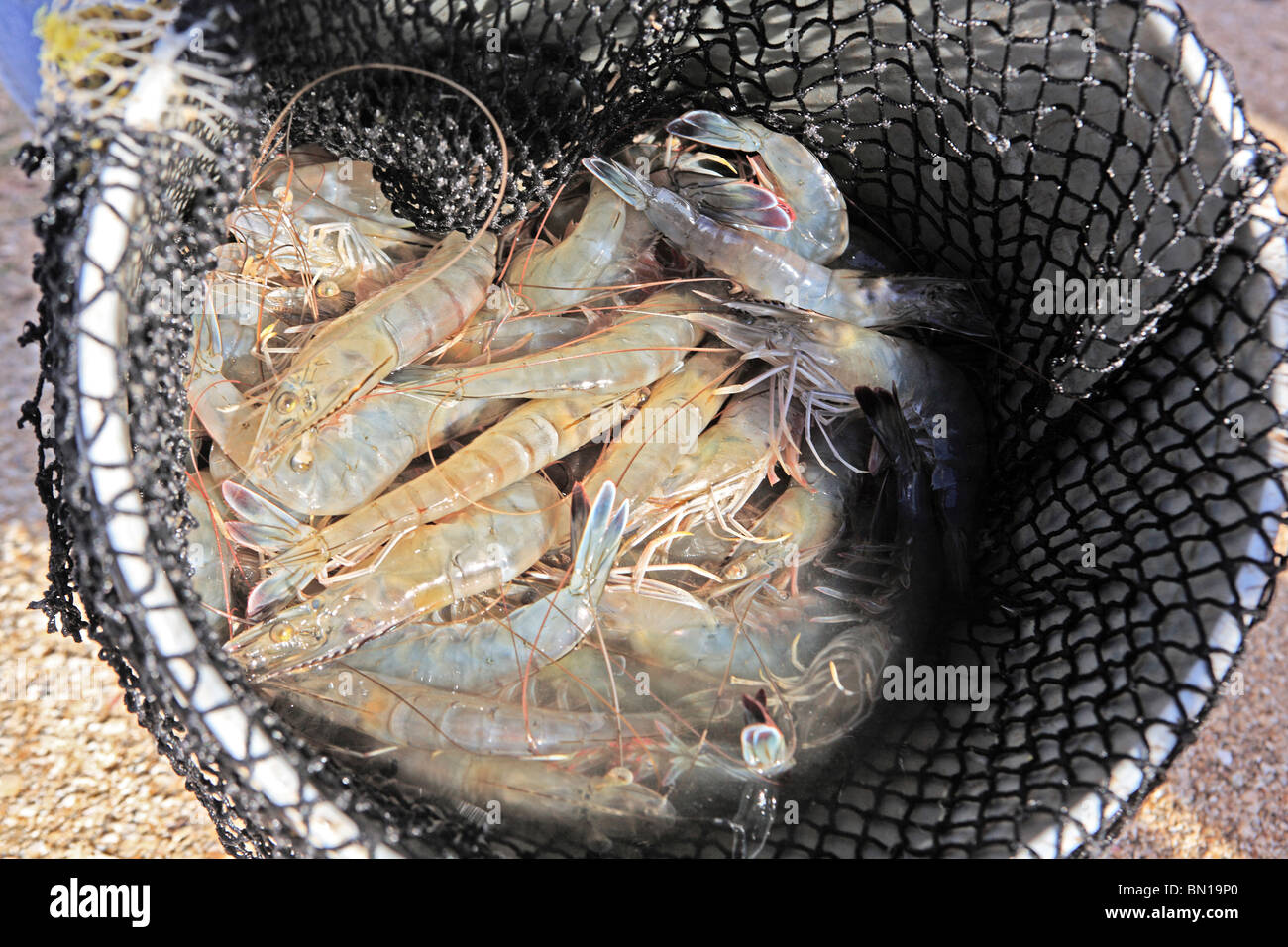 Fishing village, El Castillo, state Sinaloa, Mexico Stock Photo - Alamy