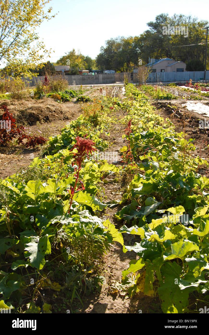 Biodynamic farming hi-res stock photography and images - Alamy