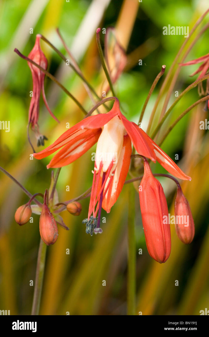 Dainty coral flower of Bessera elegans (Coral Drops Stock Photo - Alamy