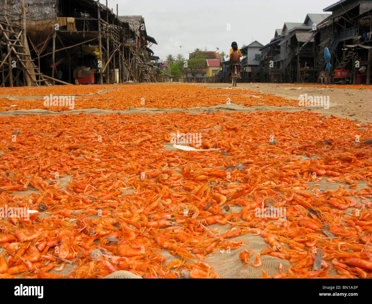 dried orange shrimp on ground at Kompong Phluk village, Tonle Sap Lake ...