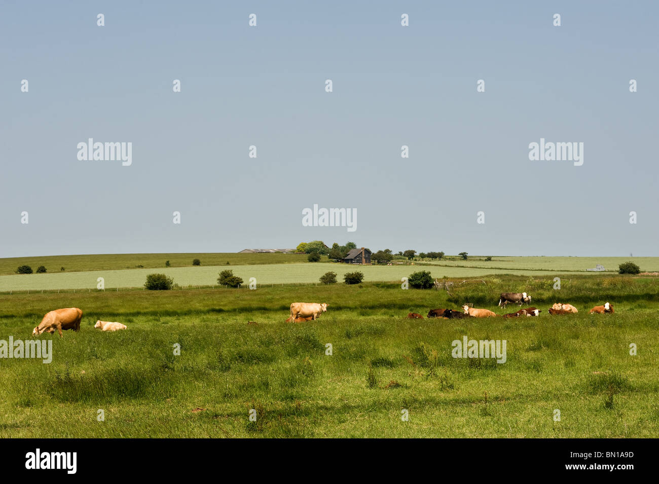 Herd dairy cows grazing in hi-res stock photography and images - Alamy