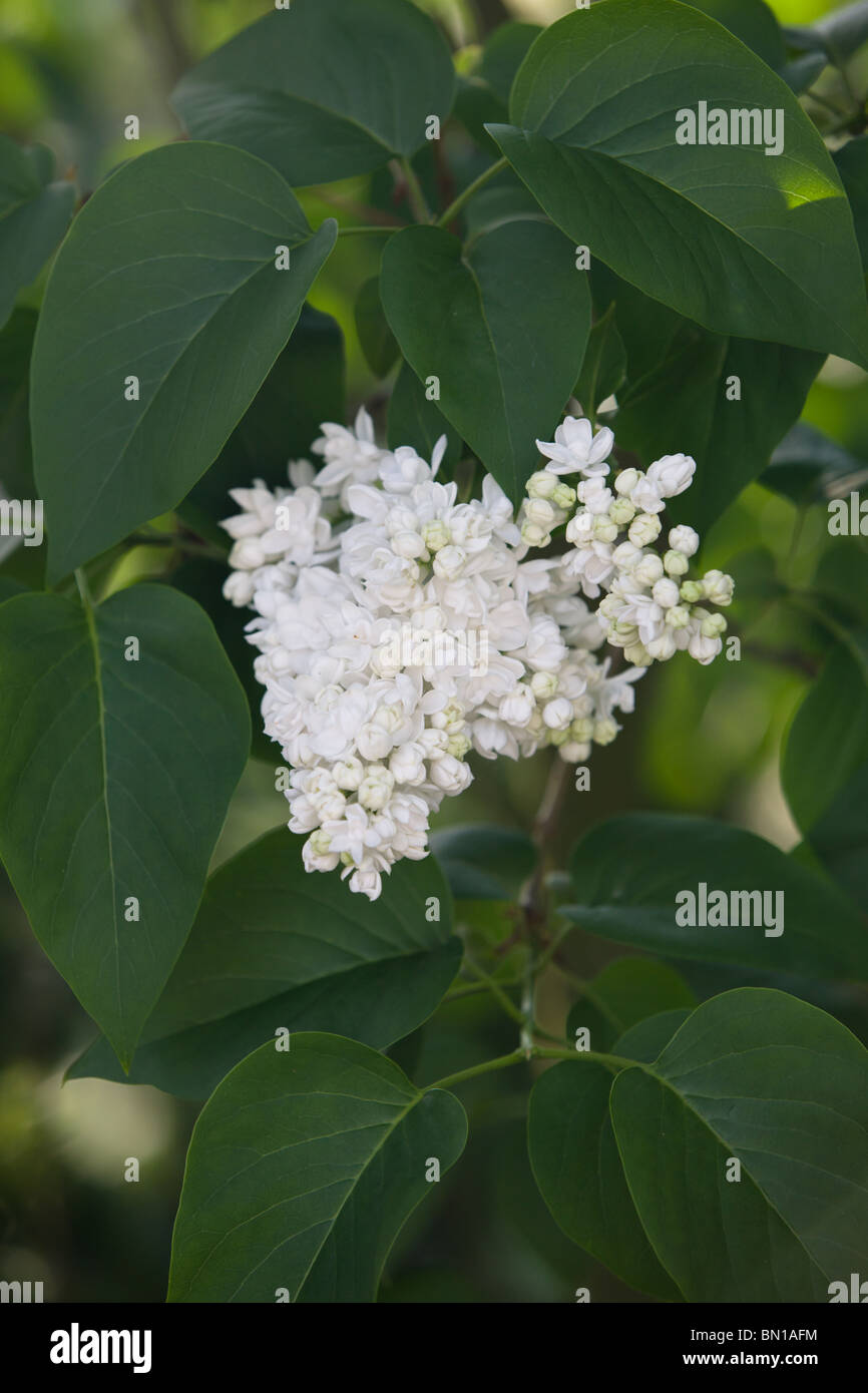 White lilac syringa vulgaris hi-res stock photography and images - Alamy
