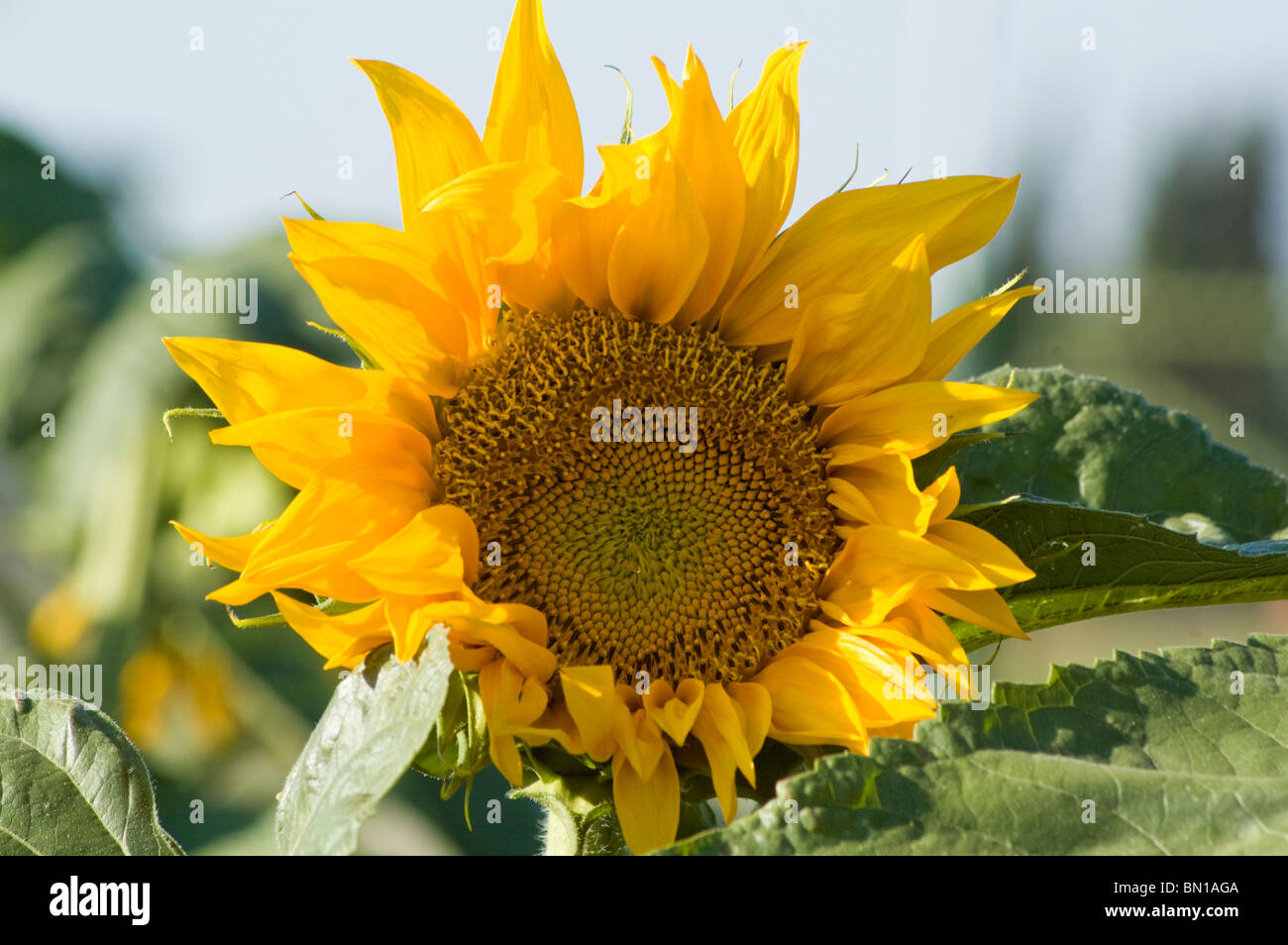 Israel, Sunflower field Stock Photo - Alamy