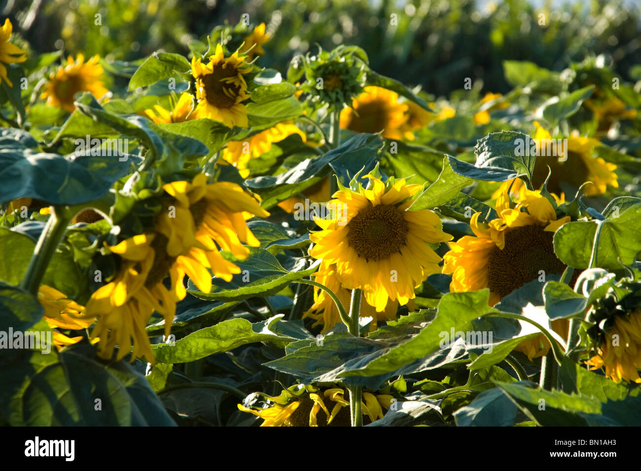 Israel sunflower field hi-res stock photography and images - Alamy