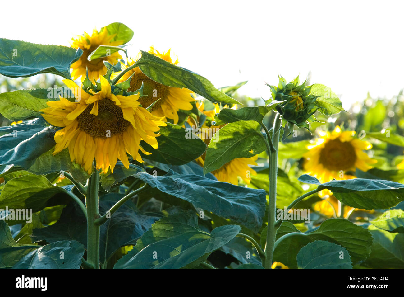 Israel, Sunflower field Stock Photo - Alamy
