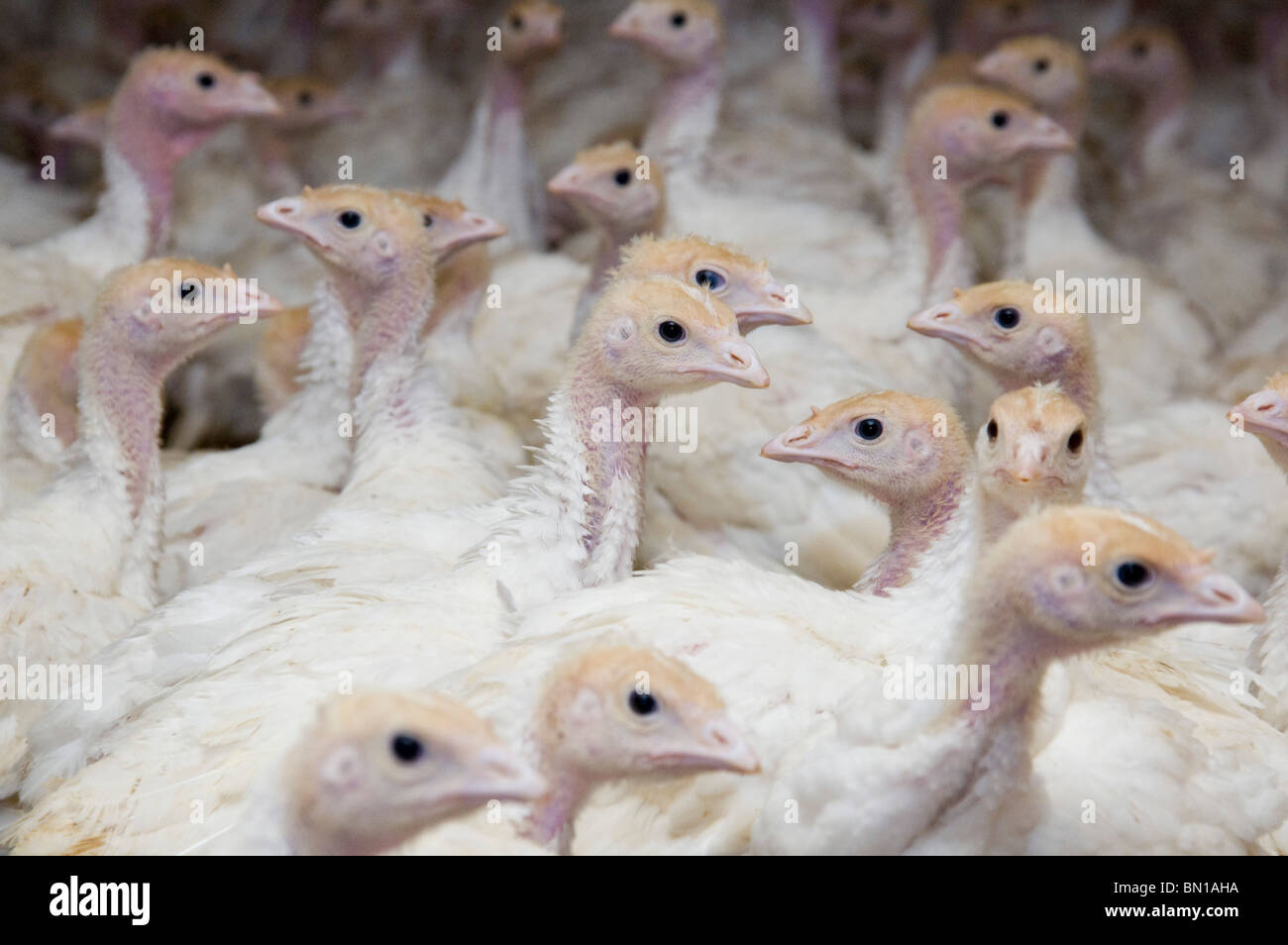 Old turkey breed hi-res stock photography and images - Alamy