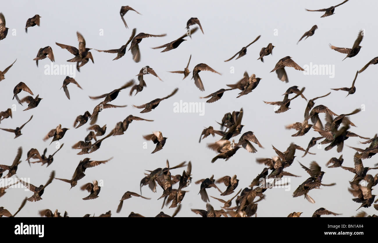 Flock of starlings hi-res stock photography and images - Alamy