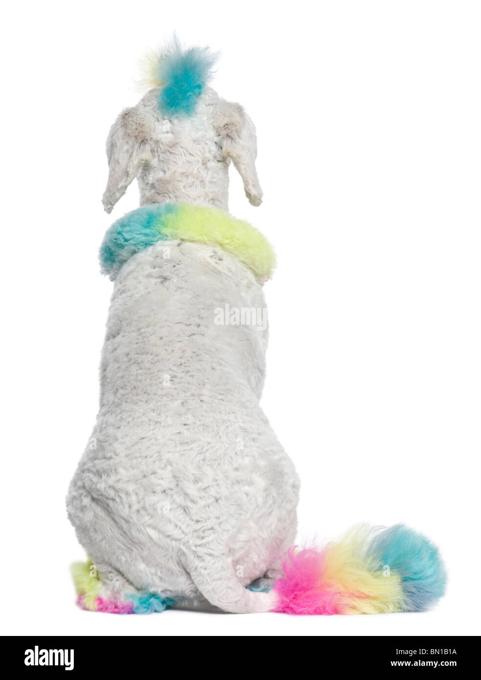 Rear view of Poodle with multi-colored hair, 12 months old, sitting in ...