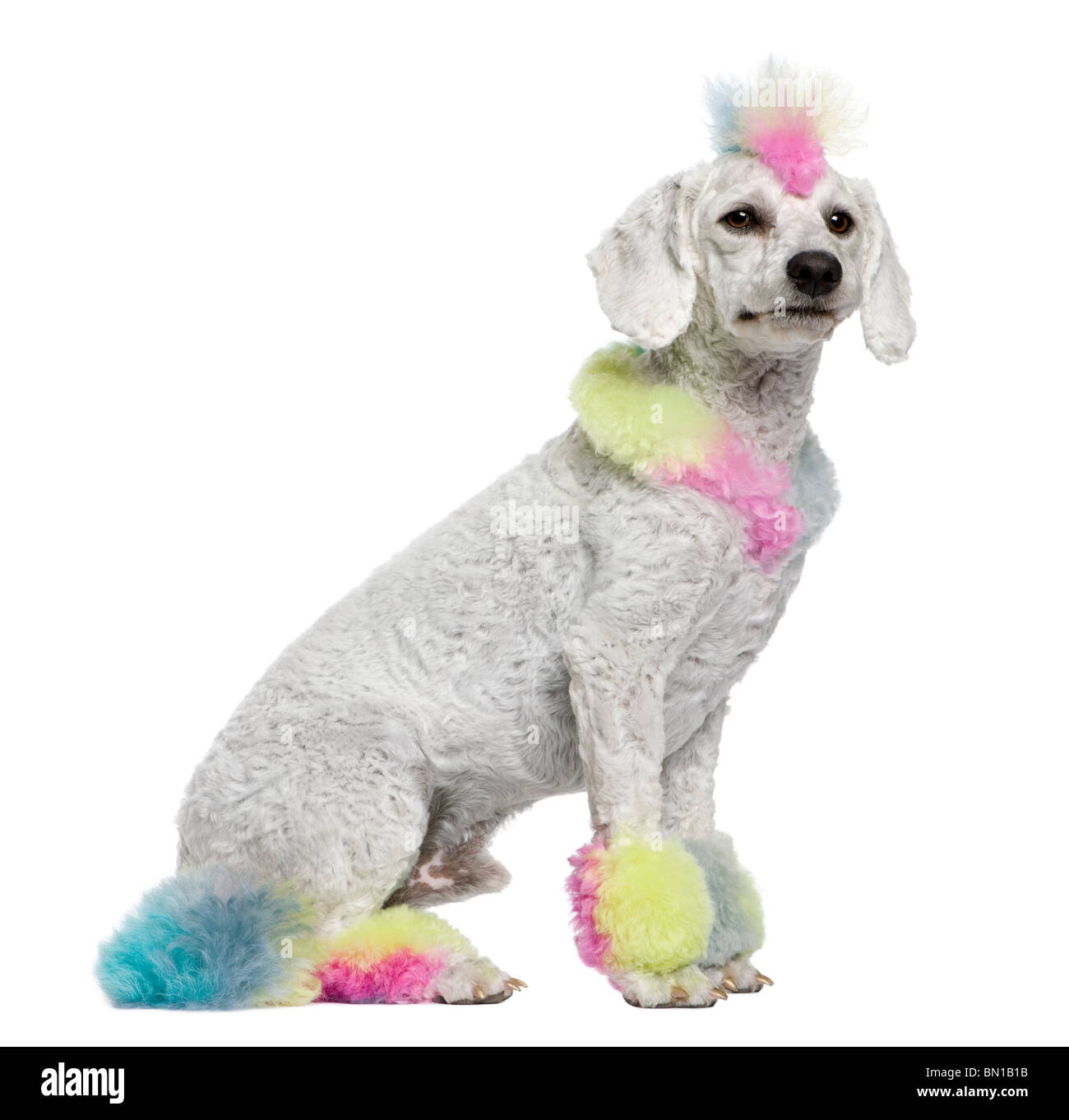 Poodle with multi-colored hair, 12 months old, sitting in front of ...