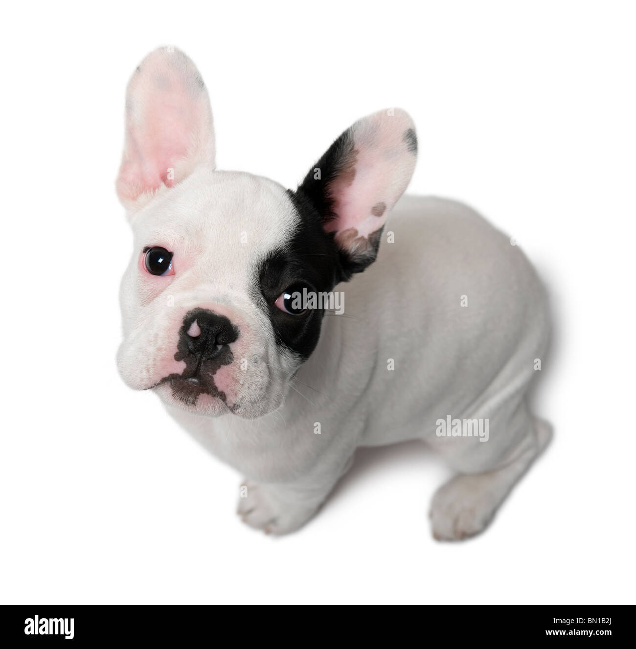 Side view french bulldog in hi-res stock photography and images - Alamy