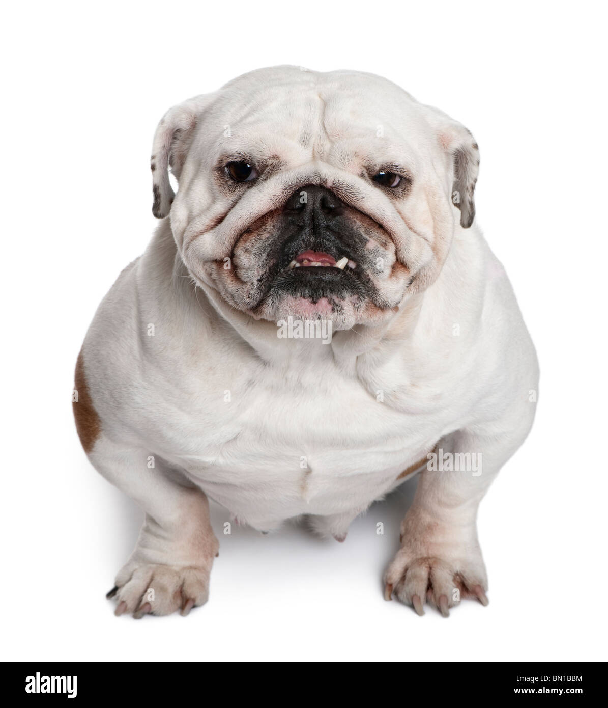 English bulldog teeth Cut Out Stock Images & Pictures - Alamy