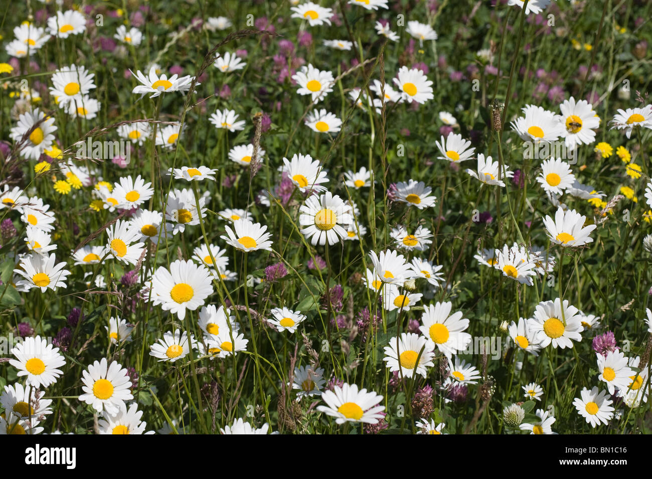 Ox-eye Daisies Jackson's Brickworks Middlewood Way Poynton Cheshire ...