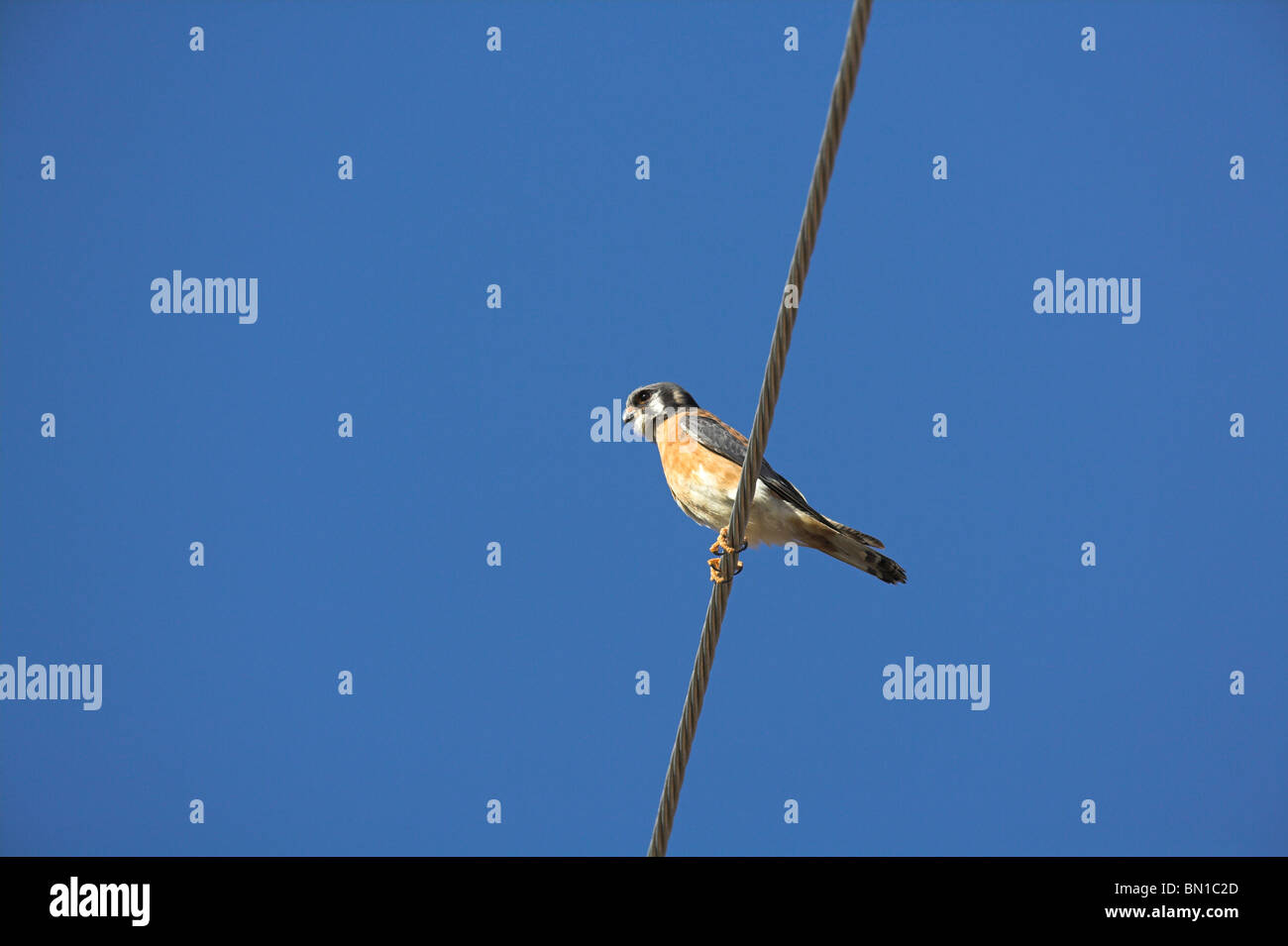 American Kestrel Falco sparverius male perched on wire at San Diego ...