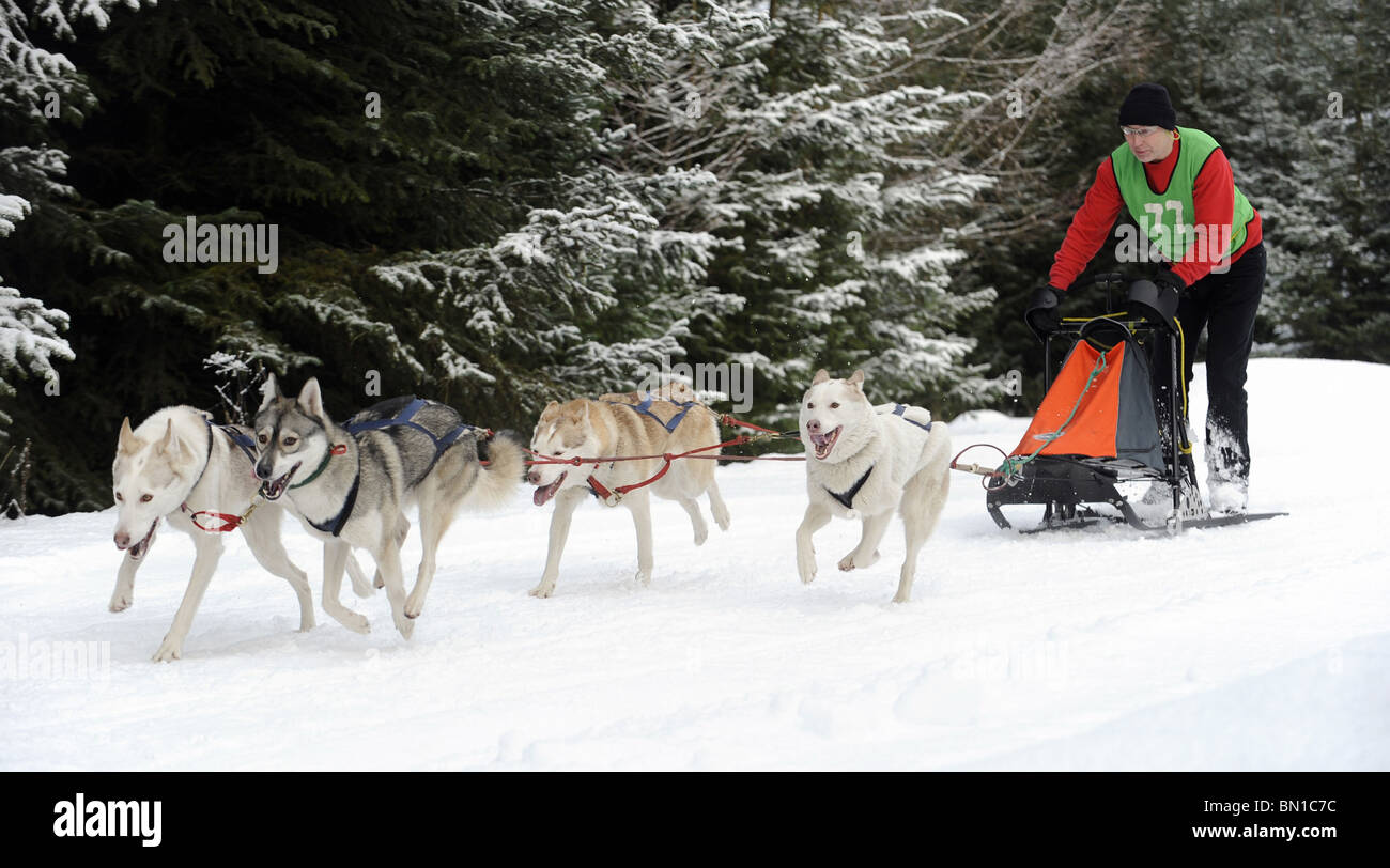 Sled dog racing in the snow. The Siberian Husky Club of Great Britain ...