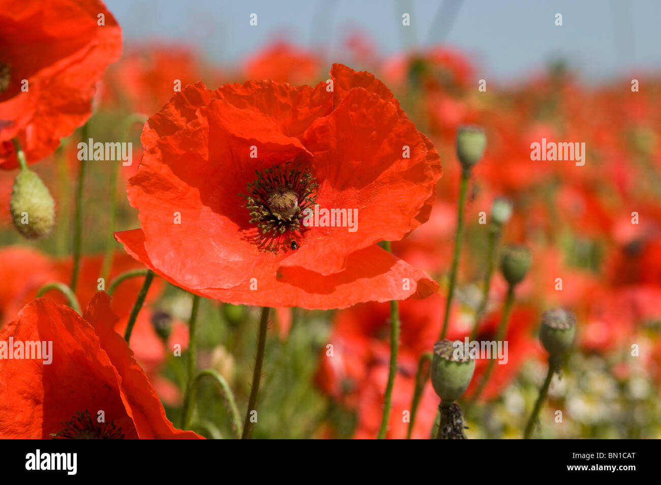 wild poppy flower in field at road side kent england uk Stock Photo - Alamy