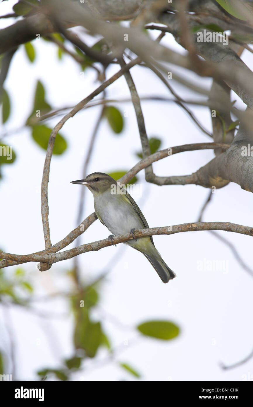 Black-whiskered Vireo Vireo altiloquus male perched in tree at Cayo ...