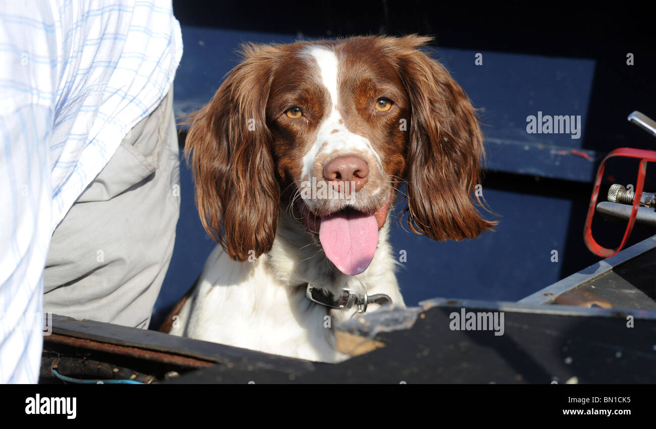 BRITISH SPRINGER SPANIEL DOG PANTING WITH TONGUE HANGING OUT IN HOT ...