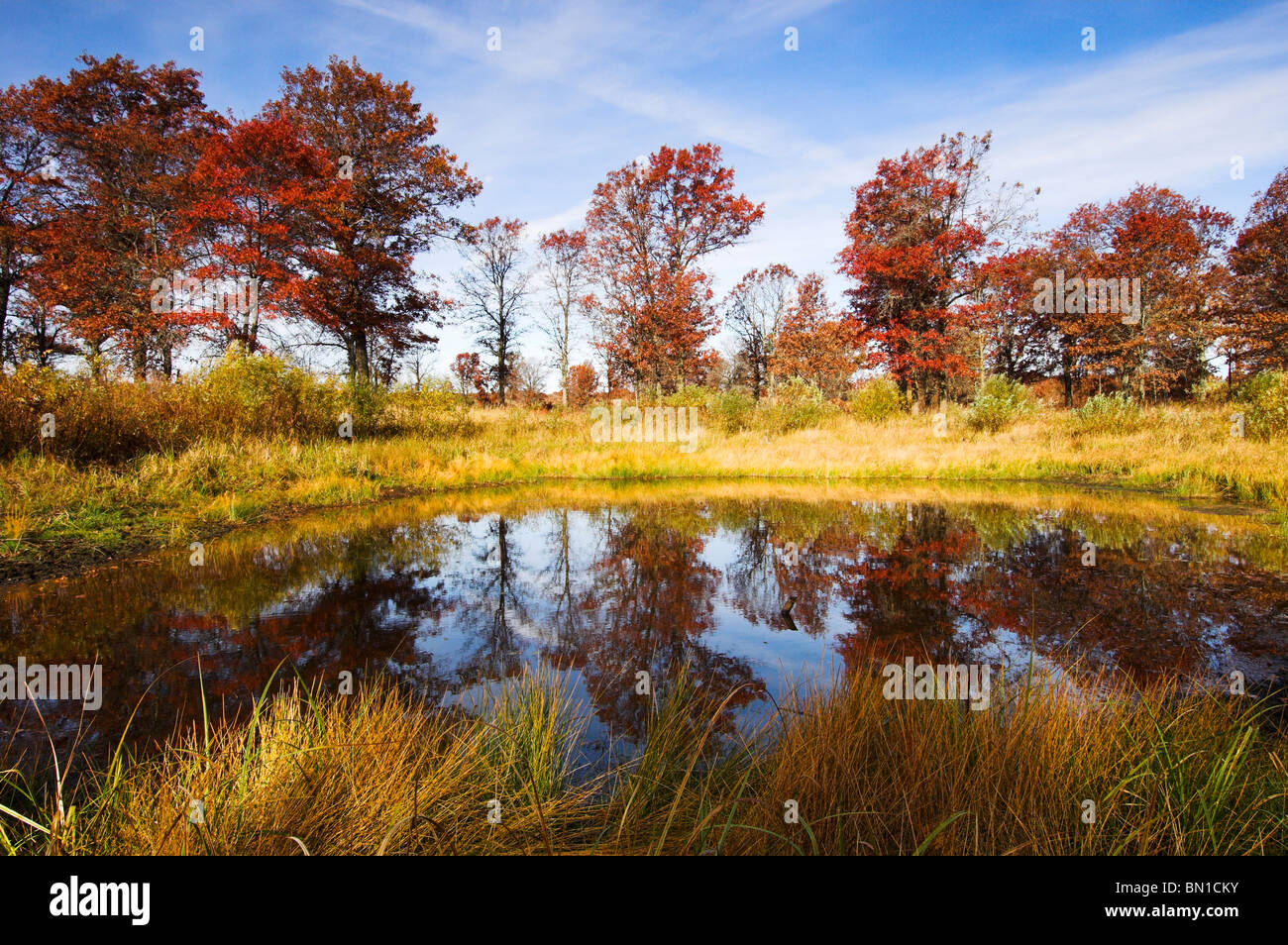 Small pond on Wisconsin prairie surrounded by oak trees in fall color ...
