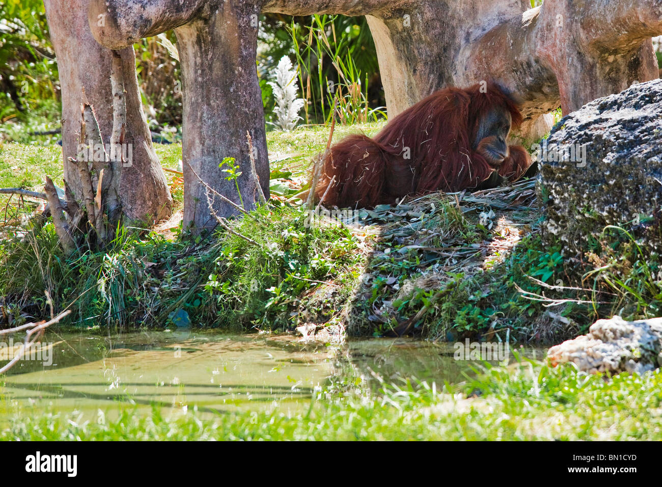 Orangutan, Pongo abelli, resting at the Miami Metro Zoo Stock Photo - Alamy