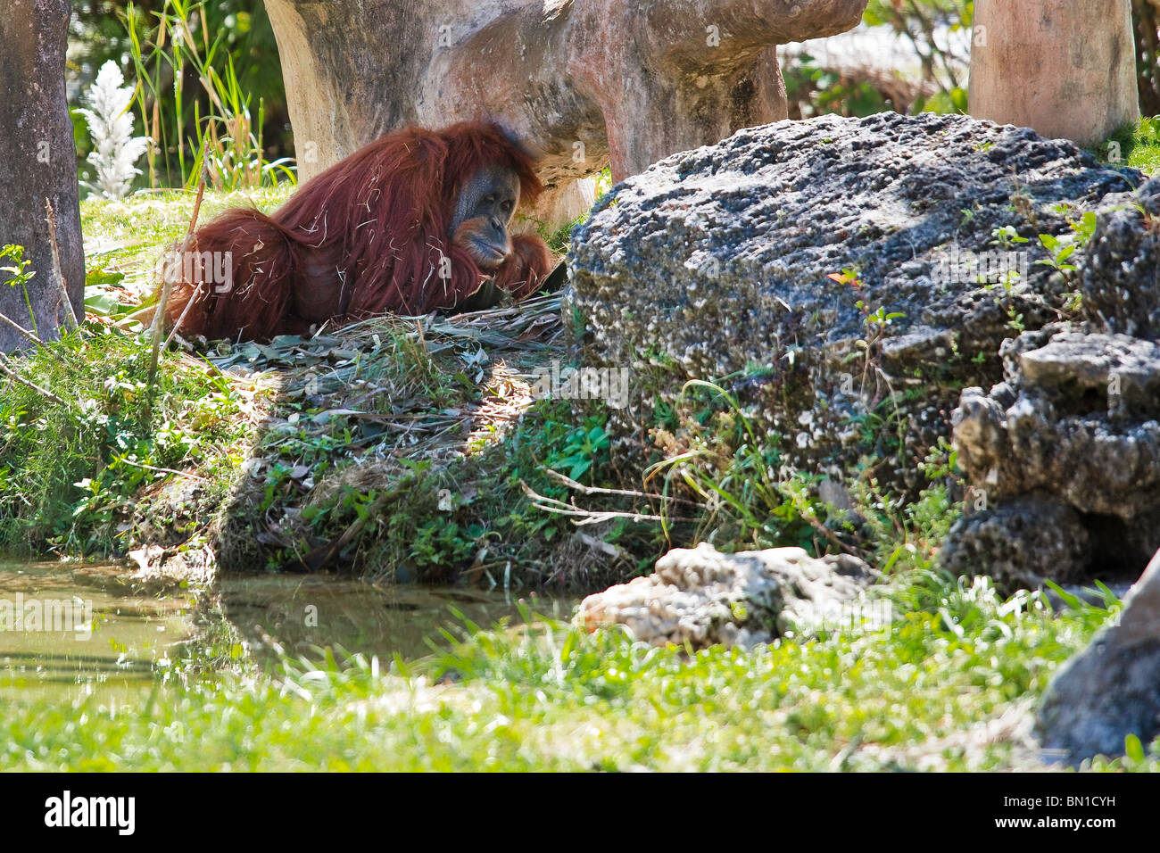 Miami zoo orangutan hi-res stock photography and images - Alamy