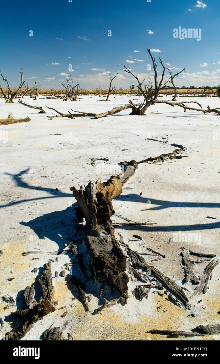 Salt tree dry australia hi-res stock photography and images - Alamy