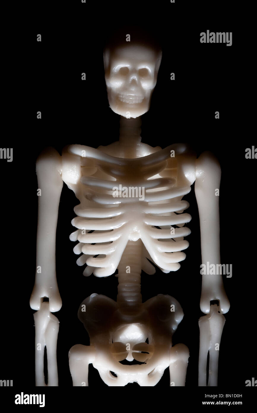 Human skeleton toy hi-res stock photography and images - Alamy