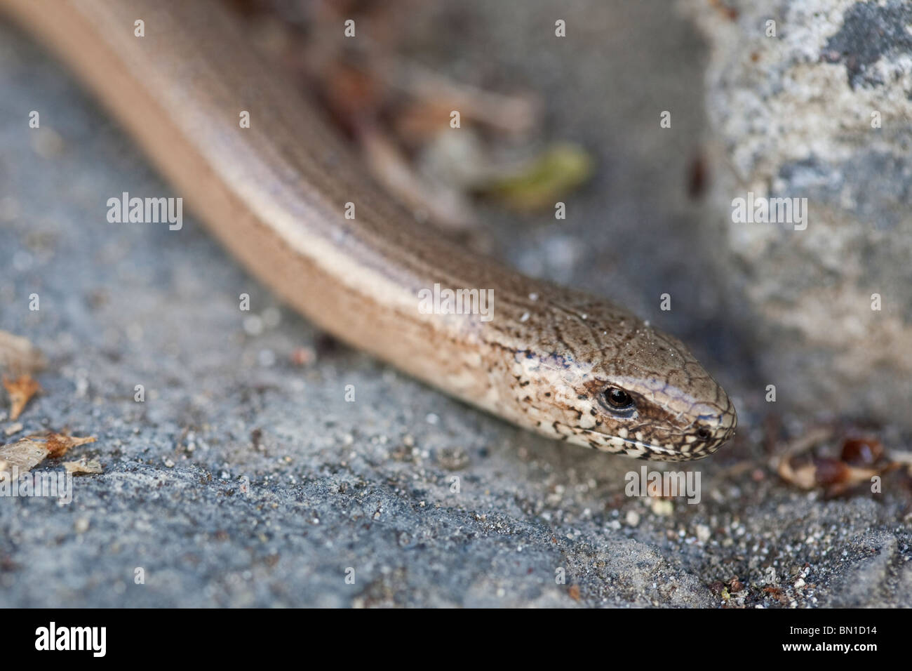 Slow Worm. Brighton, East Sussex, England, UK Stock Photo - Alamy
