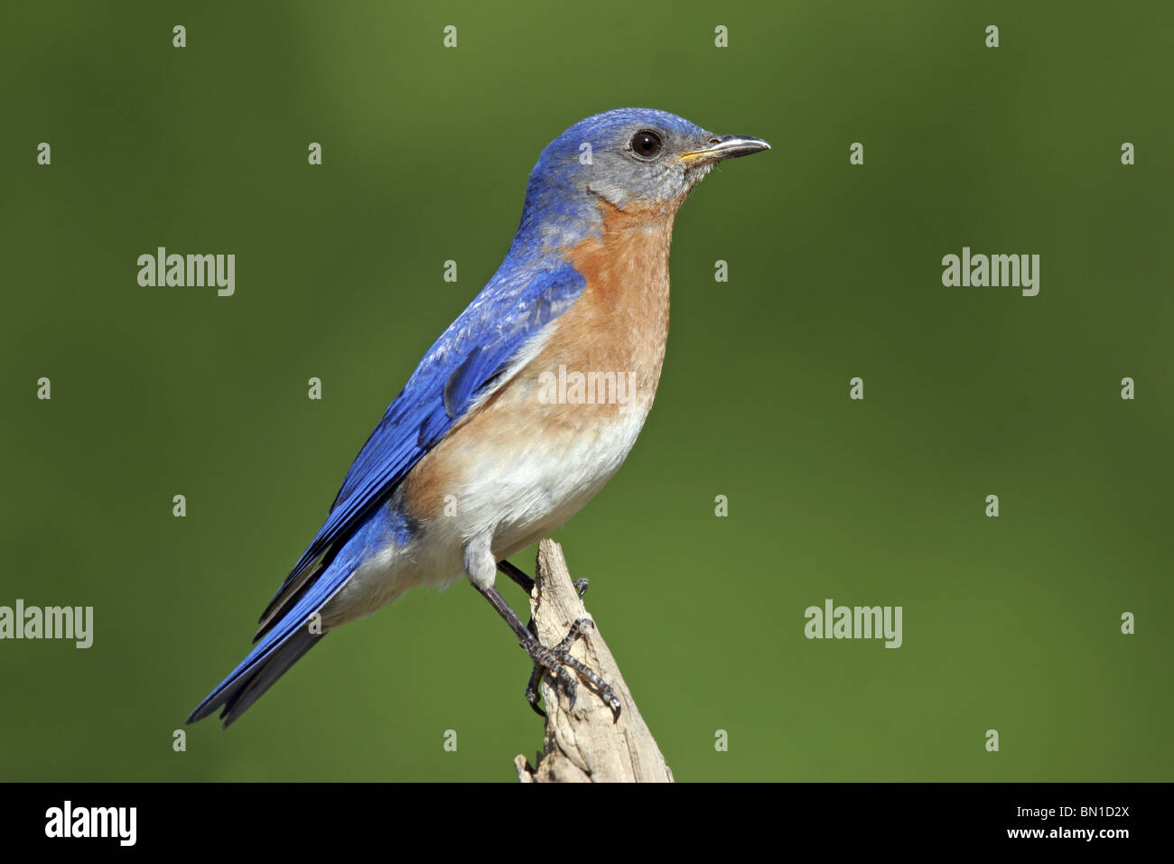 At the bluebird hi-res stock photography and images - Alamy