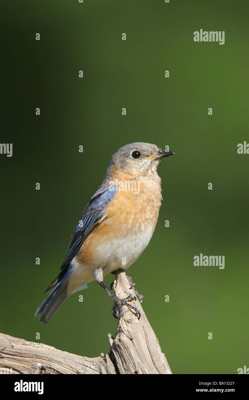 Eastern Bluebird Adult Female Stock Photo - Alamy
